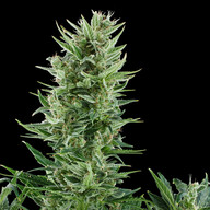 Compra semillas de marihuana Quick One Auto - Royal Queen Seeds