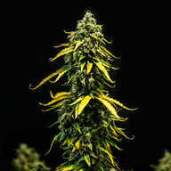 Compra semillas de marihuana Royal Haze Auto - Royal Queen Seeds
