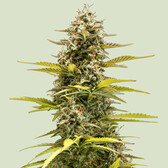 Semillas de marihuana híbridas F1 - Royal Queen Seeds