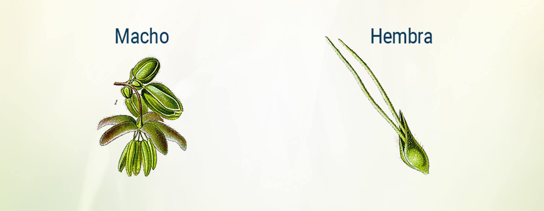 Cómo saber si tu planta de marihuana hembra se ha polinizado - RQS Blog