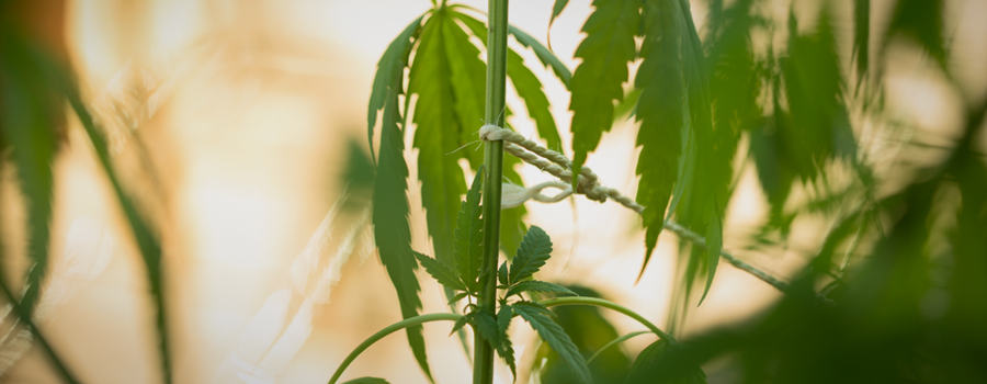 Cómo aplicar la técnica del “main-lining” - RQS Blog