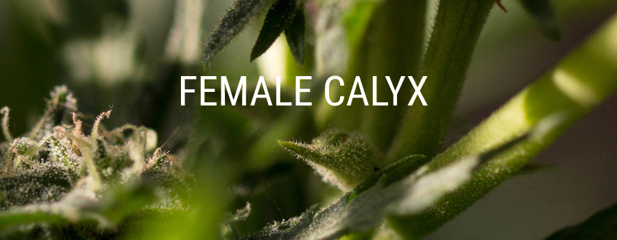 Plantas de marihuana: macho, hembra y hermafrodita - RQS Blog