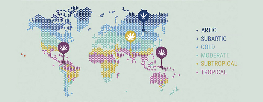 Cómo Cultivar Cannabis En Exterior En 2021 - RQS Blog