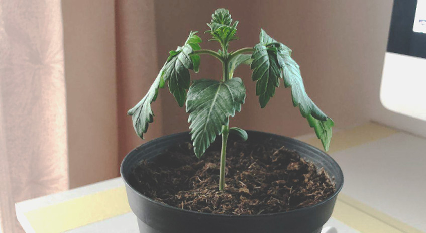 Cómo dominar la fase de plántula del cannabis con solo 3 pasos - RQS Blog