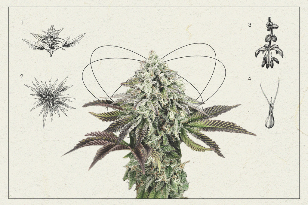 Anatomía de los cogollos de marihuana - RQS Blog