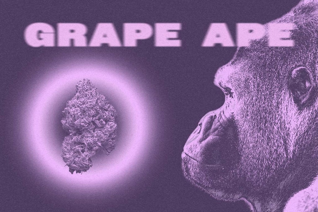 Grape Ape: una variedad deliciosa y relajante - RQS Blog