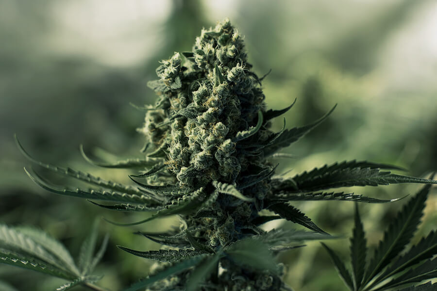 Comprender las plantas de marihuana triploides y tetraploides - RQS Blog
