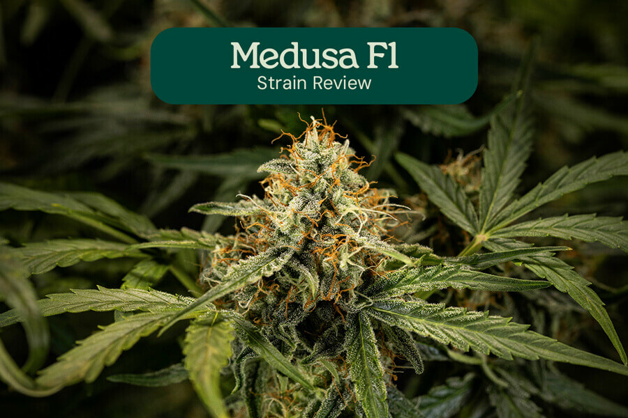Descubre todo sobre el híbrido de marihuana Medusa F1 - RQS Blog