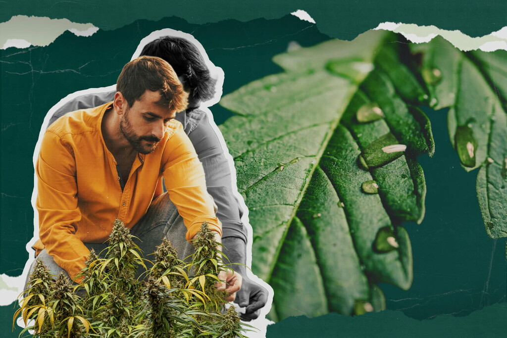 Todo lo que debes saber sobre la gutación del cannabis - RQS Blog