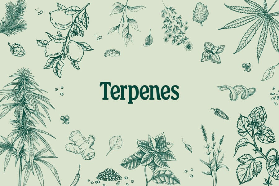 Terpenos: Funcionamiento y Efectos - RQS Blog
