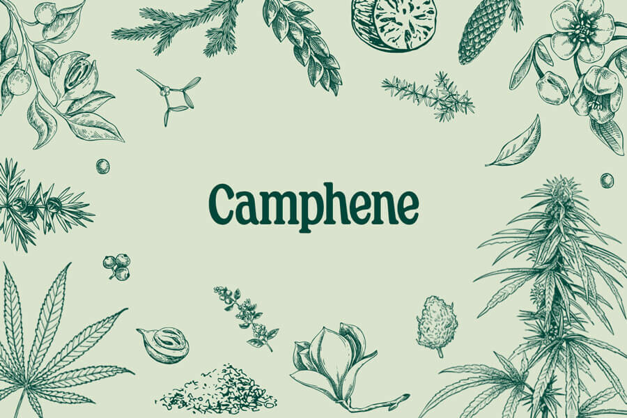 Canfeno: un terpeno escaso pero con gran potencial medicinal - RQS Blog